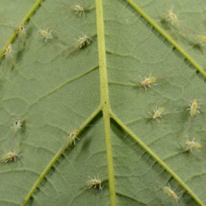 6 Harmful House Plant Bugs and How To Get Rid Of Them